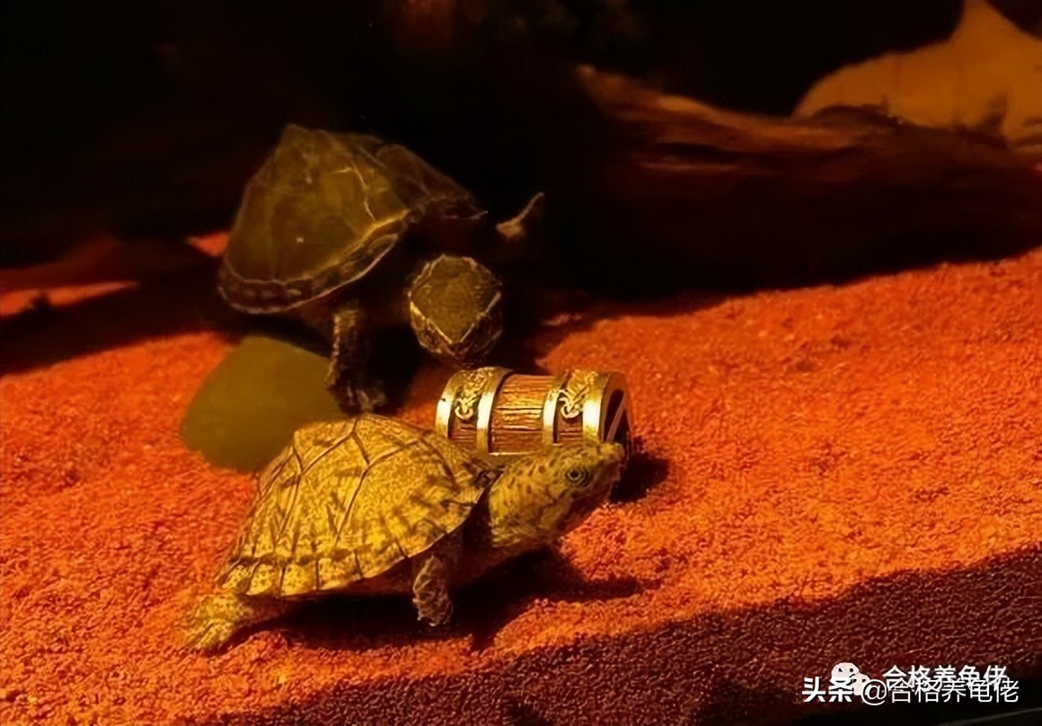 The sixth step of raising small turtle seedlings (water change) - iNEWS