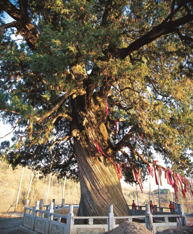 The 5 oldest trees in China, each over 5,000 years old, and all in one ...