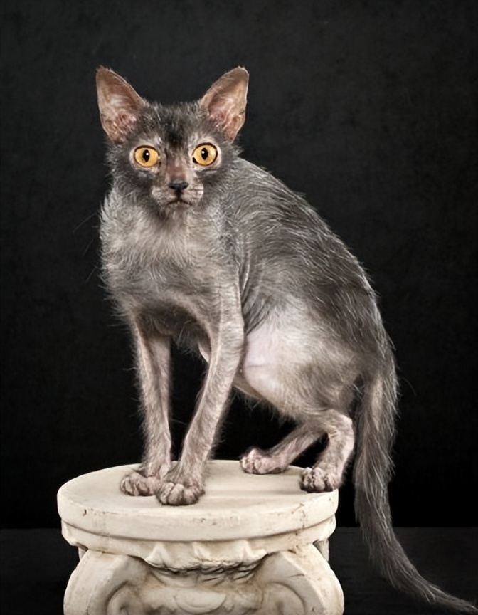 Werewolf cats: Rare and mysterious wonderful creatures, meet the rare ...