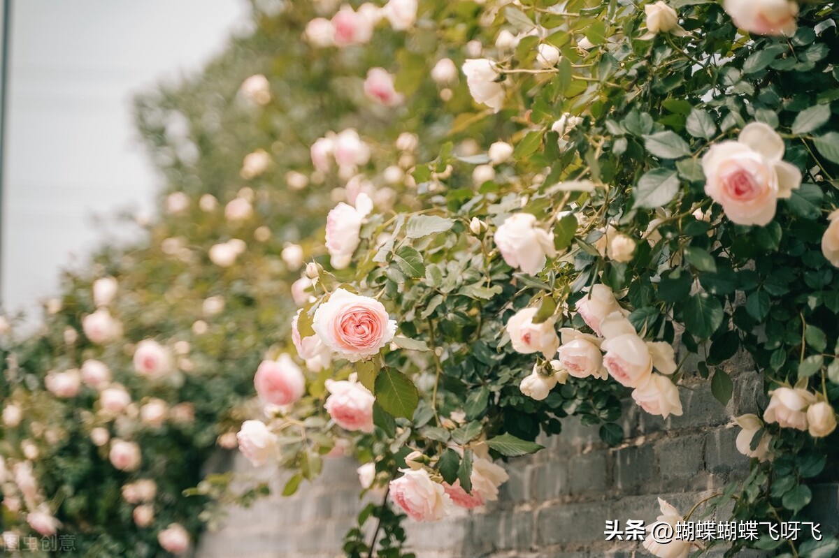 The most expensive plant in the history of ancient and modern Chinese ...