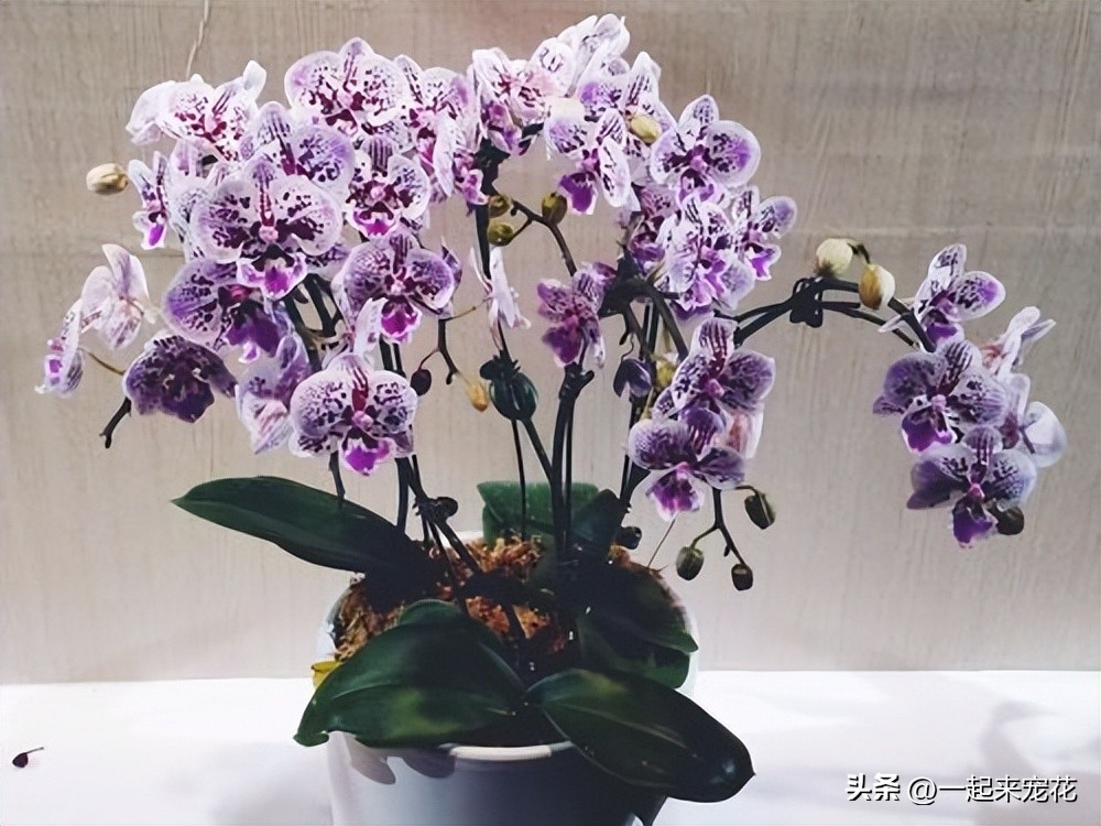 5 types of New Year's Eve flowers suitable for beginners, each of which ...