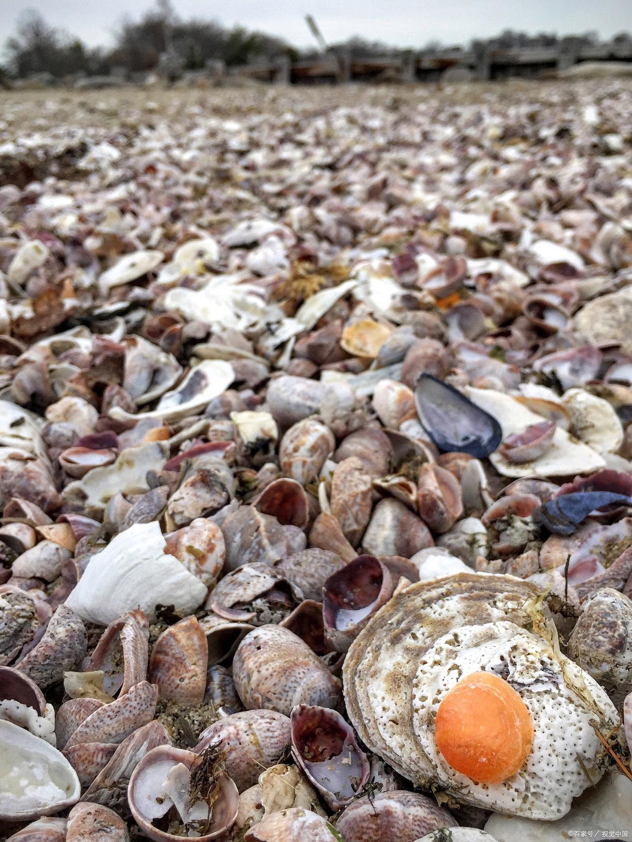 180 million scallops died in Abashiri City, Hokkaido, Japan, and the ...