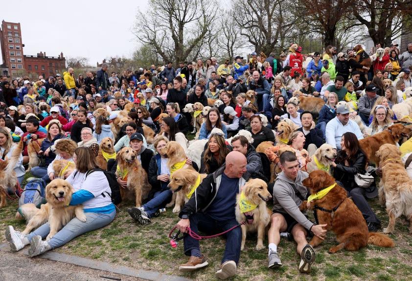 Hundreds of Golden Retrievers Gathered in Boston Common! Behind this ...