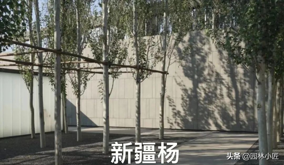 In garden landscape, case sharing of tree array planting effect - iNEWS