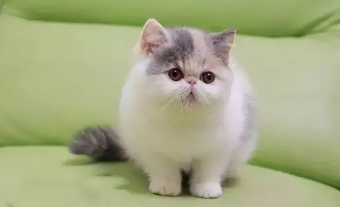 The chi chi sound of the cat's nose is not necessarily a cold, it may ...