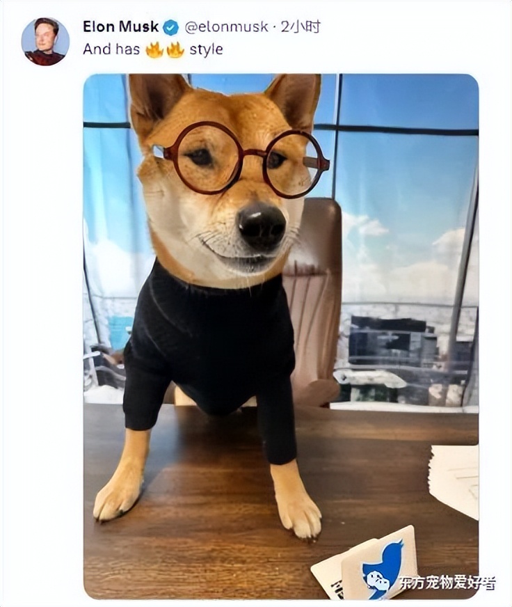 Twitter's 'new CEO' is a dog... - iMedia