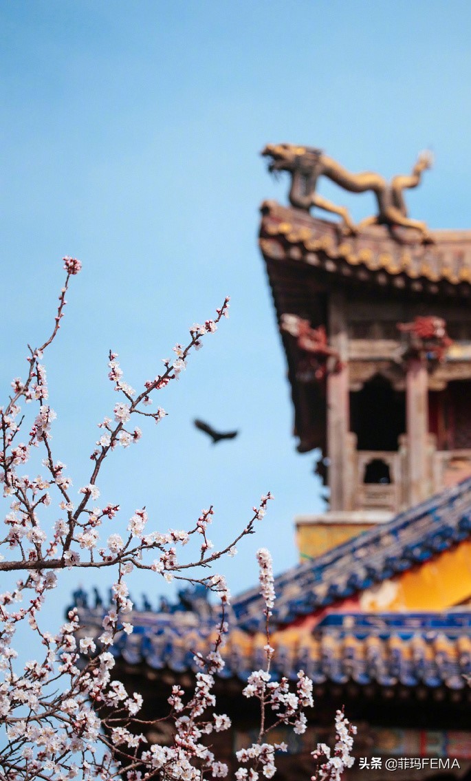 How beautiful the colors of the Forbidden City are, you will know after ...