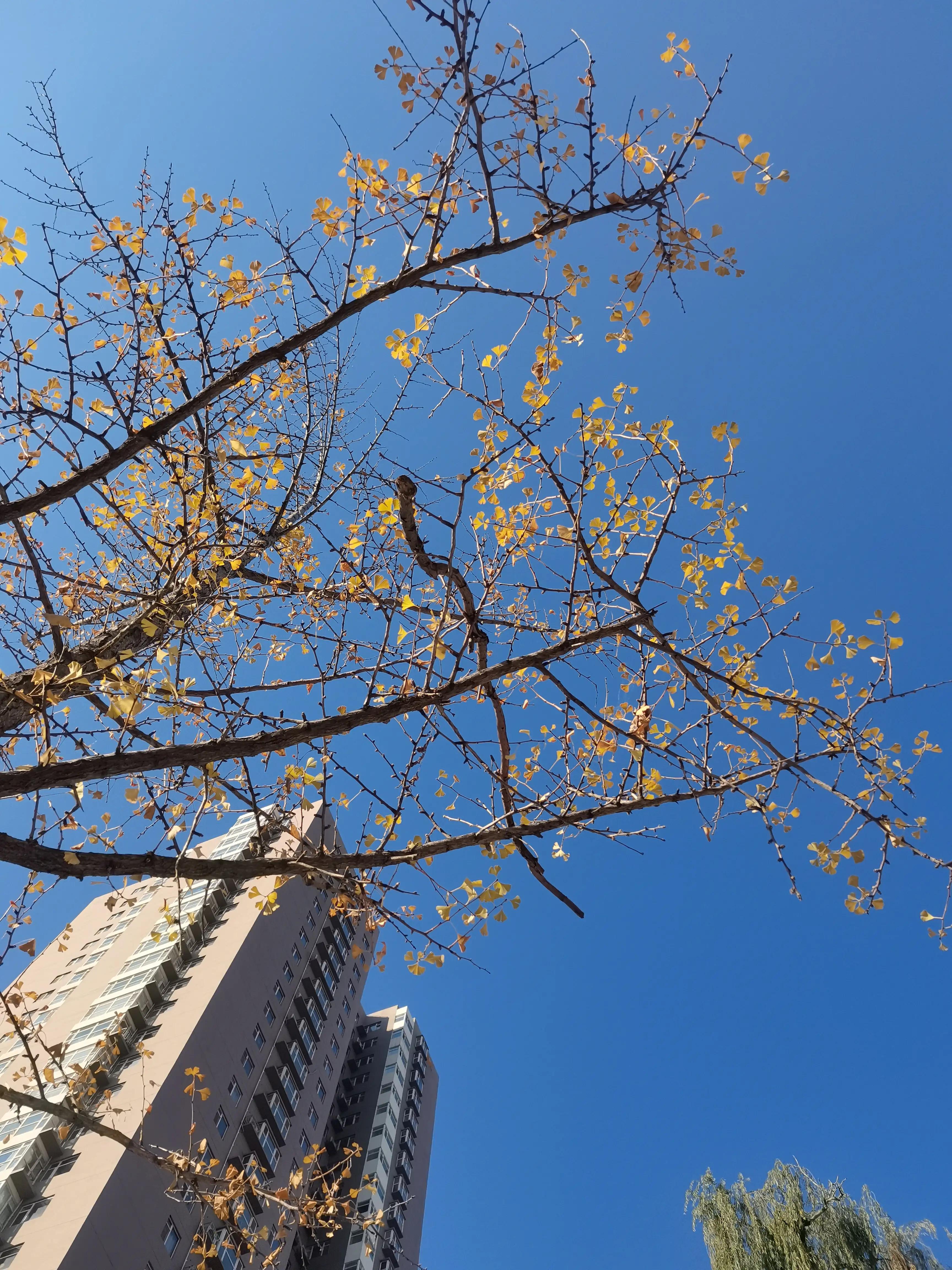 Autumn wind cuts yellow plum blossoms (original) - iNEWS