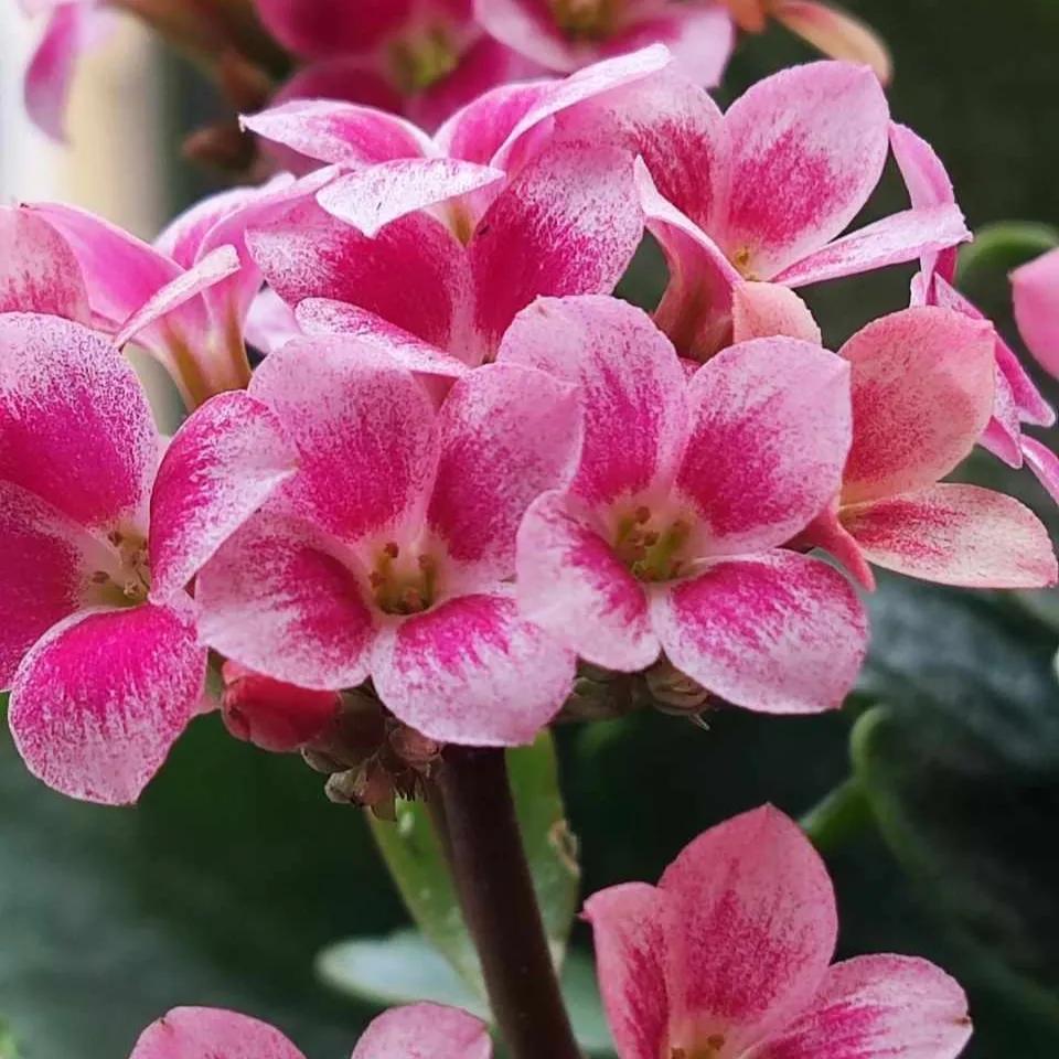 3 tips for urging longevity flowers - iNEWS