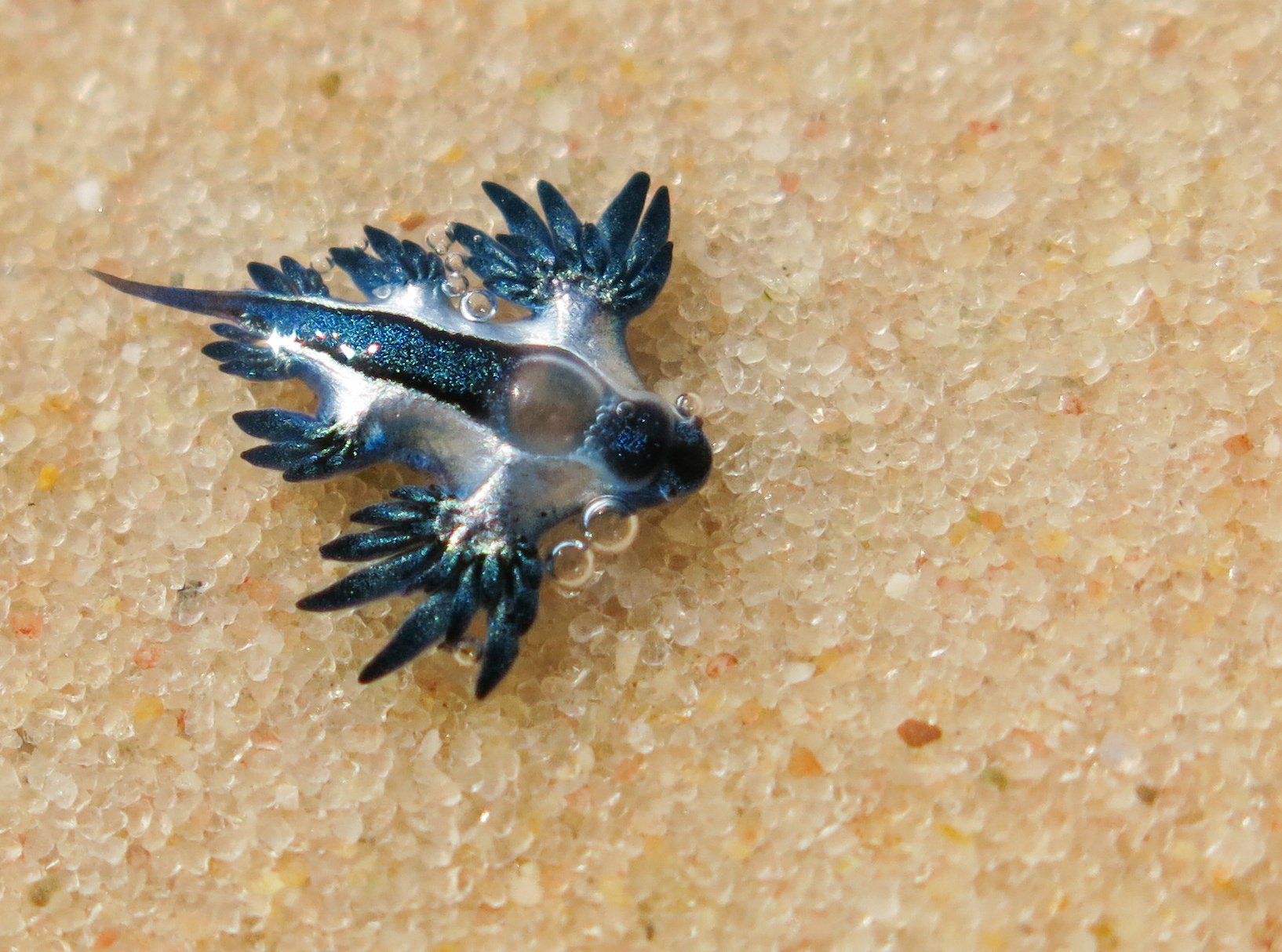 Have you ever seen the most bizarre looking creature on earth? - iNEWS