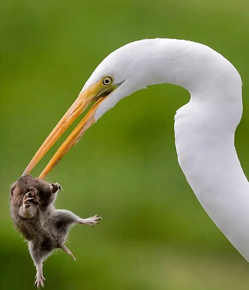 Rare 36 photos, male lion tearing hyena, horse killing gray wolf ...