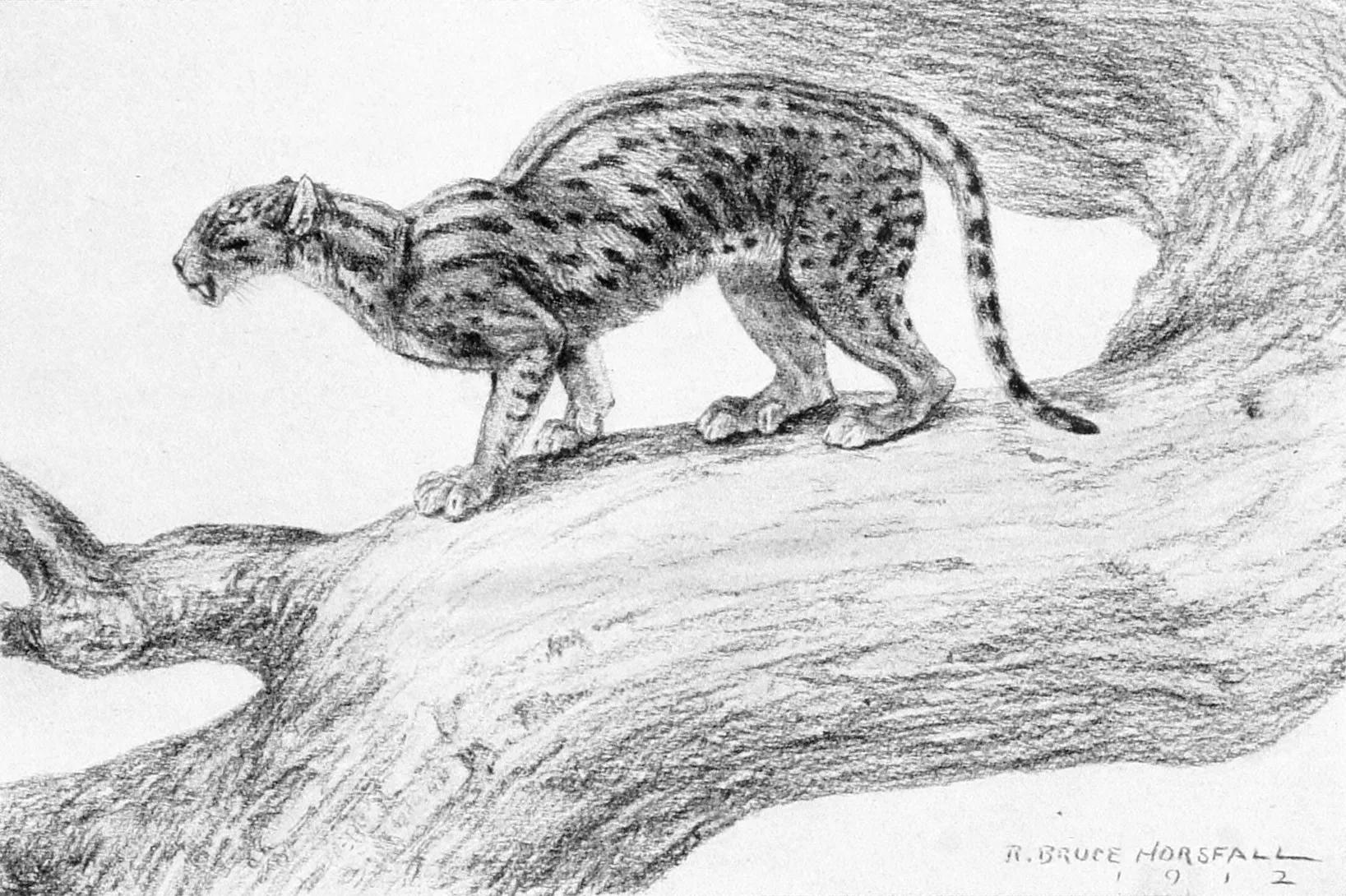 The Evolutionary History of Cats - iNEWS