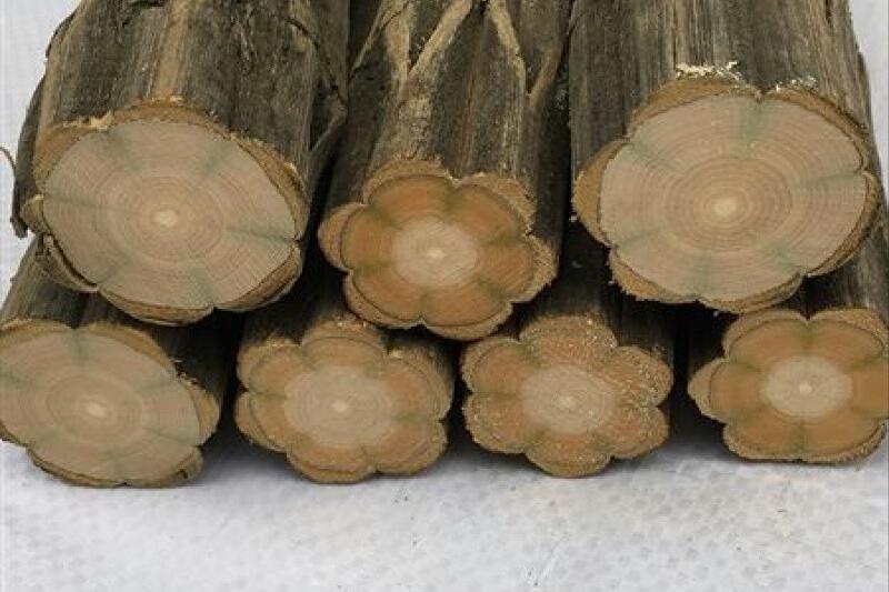 What is the origin of the dragon tree?Can wearing dragon-subduing wood ...