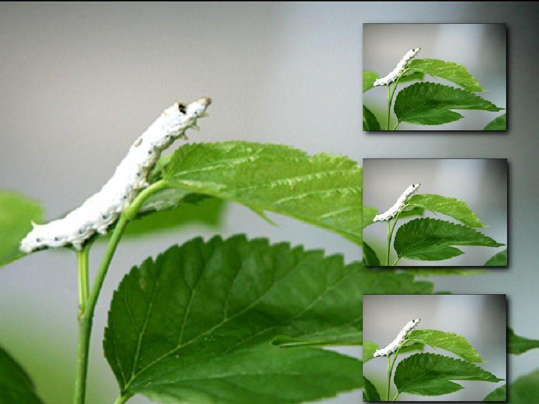 As the main body of the ancient Shu people, why did the Shushan clan ...