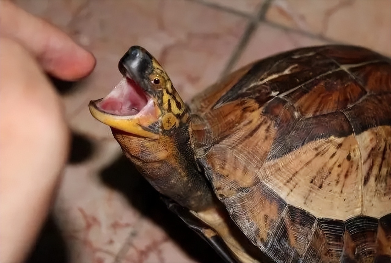 Why does the turtle, which is naturally timid, not let go when it bites ...