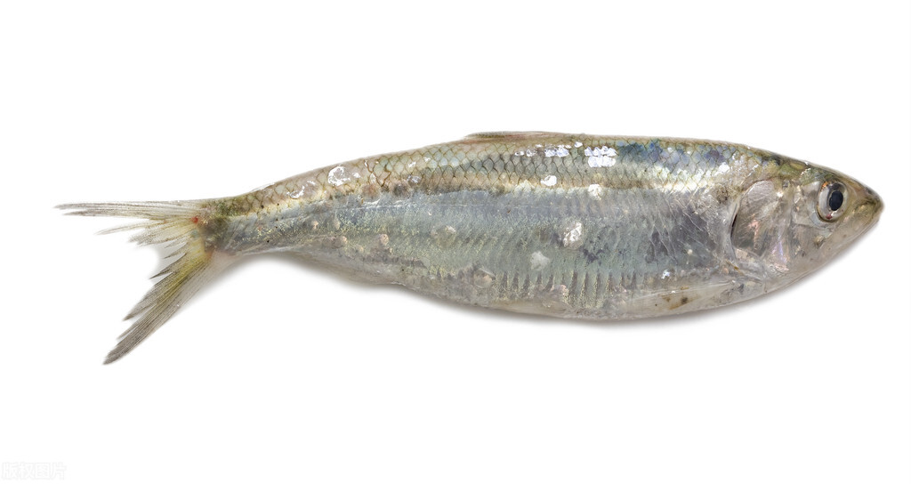 Shad: One hates the prickly shad, the second hates the unscented ...