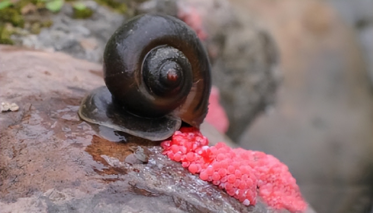 Why did the Fushou snail, which is disliked by the Chinese, become the ...