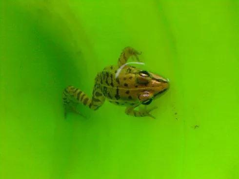 Medical miracle: Broken-legged frogs grow new legs? - iNEWS