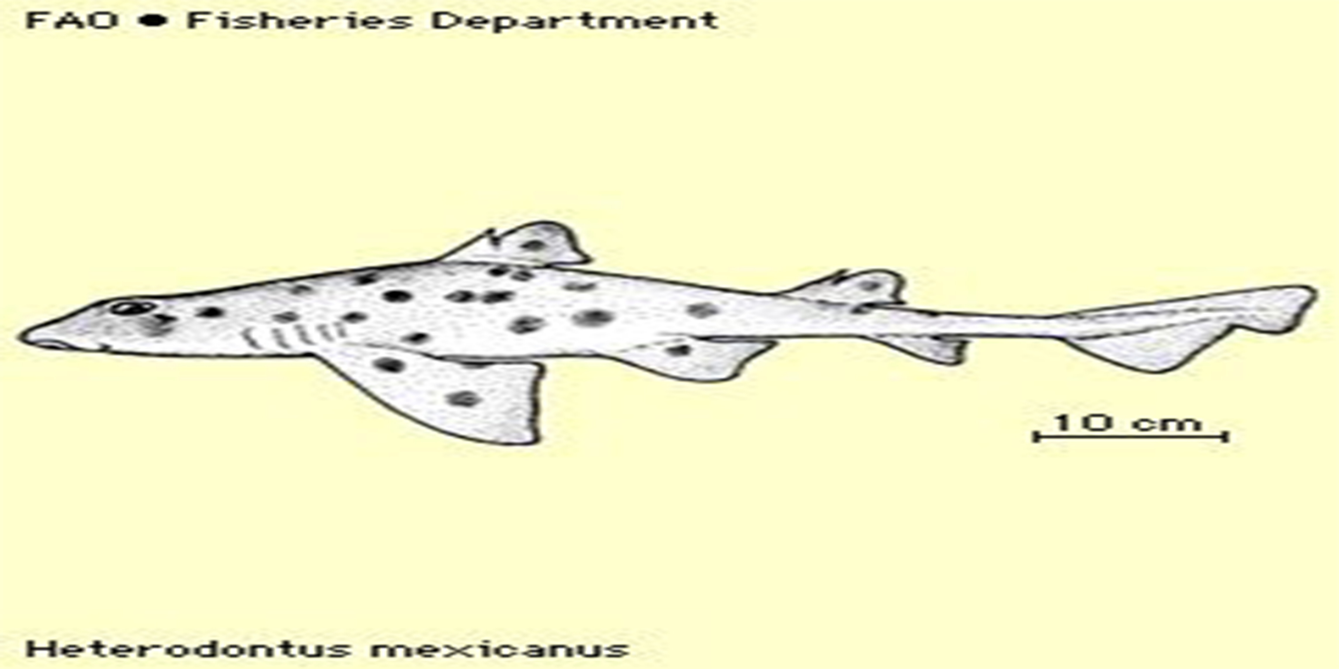 The docile and cute tiger shark family (Part 2) - iNEWS