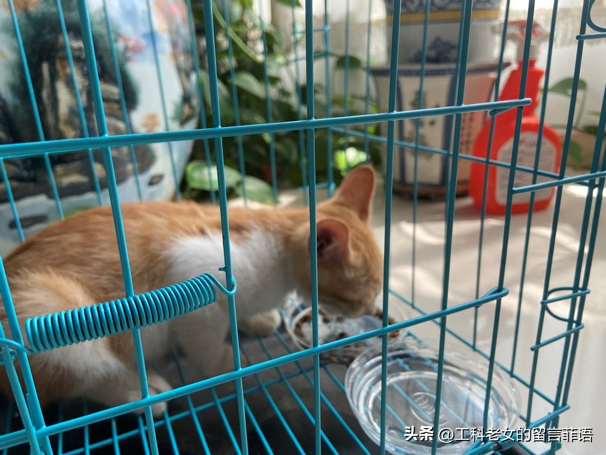 It's not just people who are greasy, the cat is faster when it gets ...