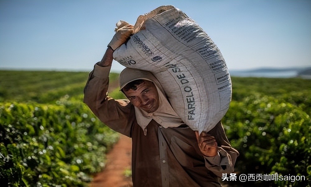 What is Arabica? Explore the origin and characteristics of this coffee ...