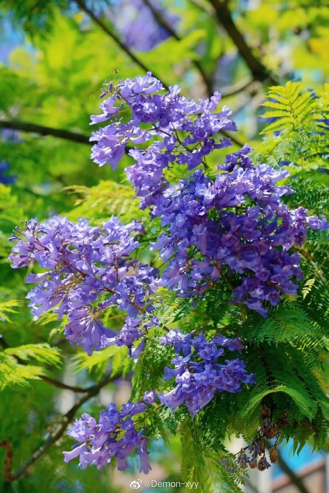 Beautiful! The "blue" friends of Chengdu people know romance! - iNEWS