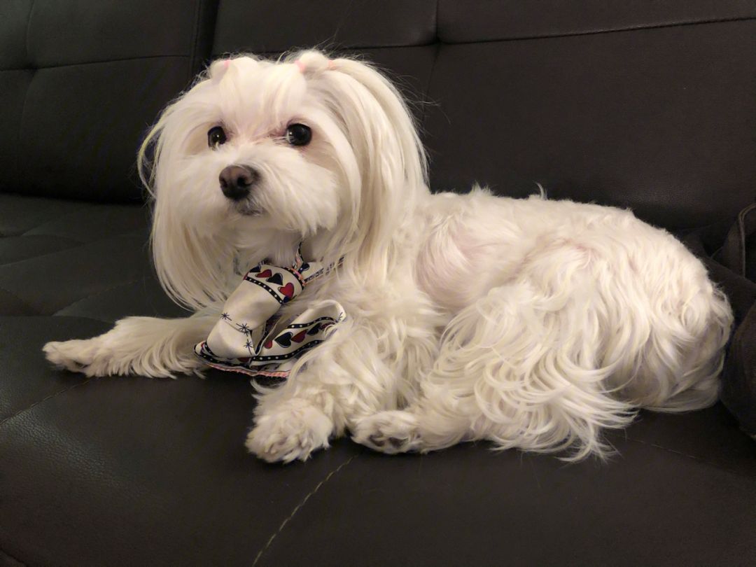 These 6 kinds of dogs have no "odor", and they smell good after not ...