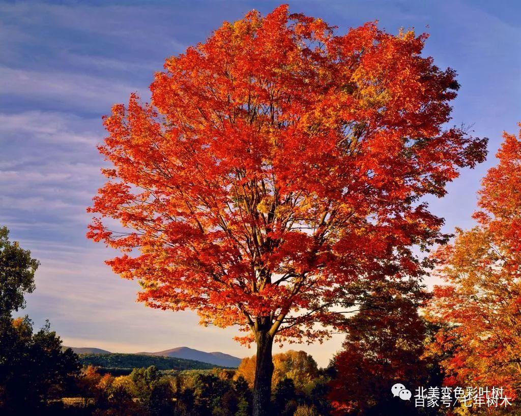 Canada's national tree - the Canadian sugar maple, with gorgeous autumn ...