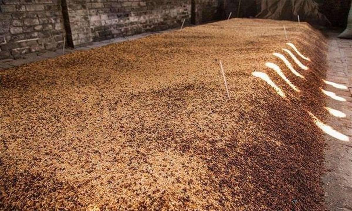 Grain fermentation method: solid state fermentation or liquid state ...