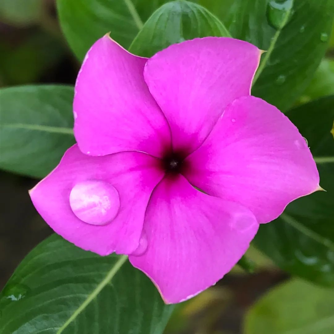 Stolney: I am the flower - iNEWS