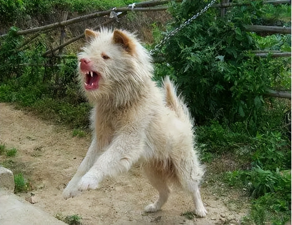 Let me tell you a secret: if you have a dog, it's better to have a ...