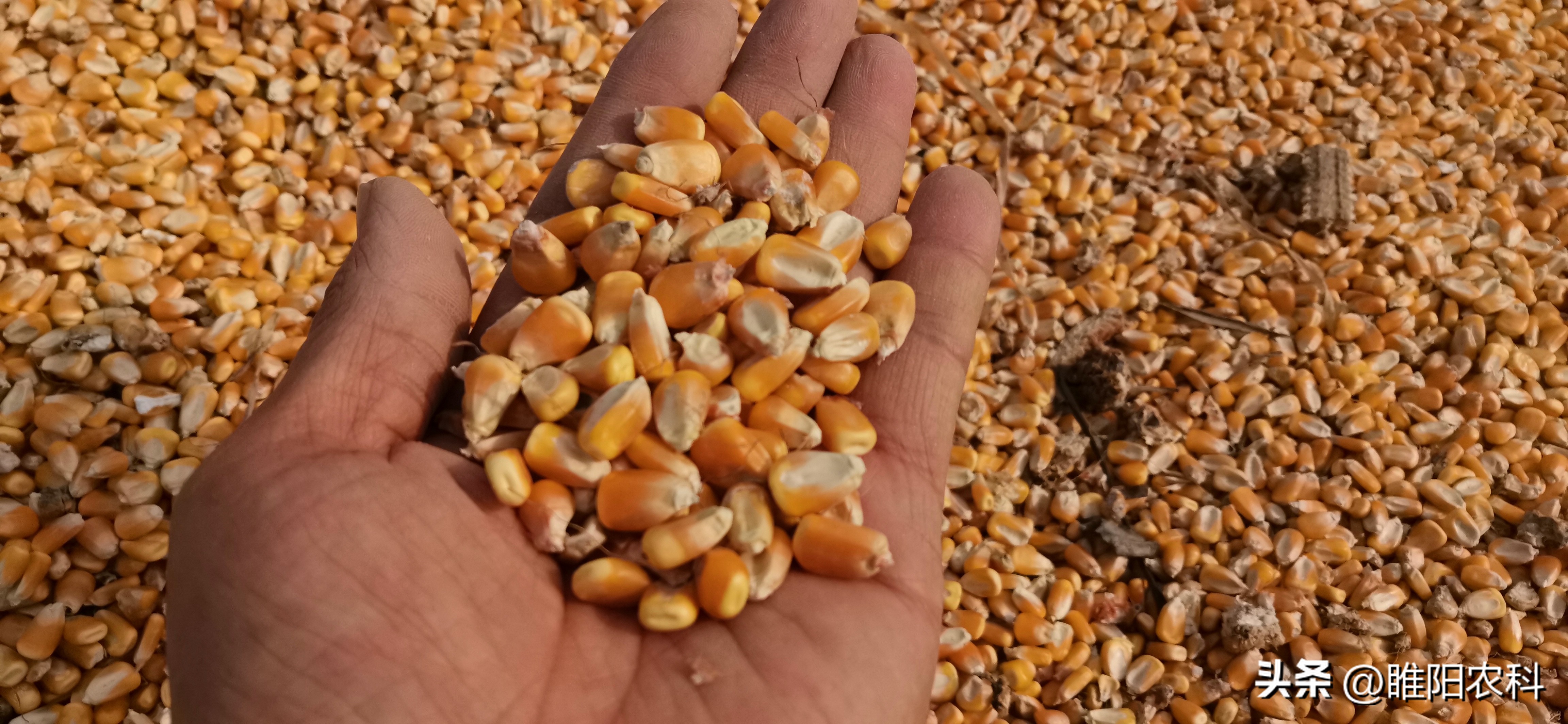 How to sell corn more cost-effectively by selling ear, wet grain and ...