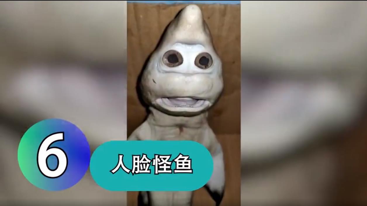 7 kinds of strange creatures discovered by the folks, human-faced fish ...