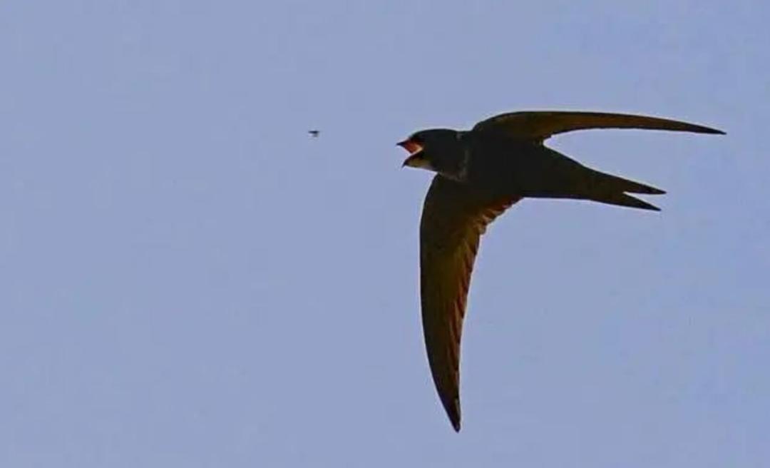 The "footless bird" Swift, who flies and sleeps during its life ...