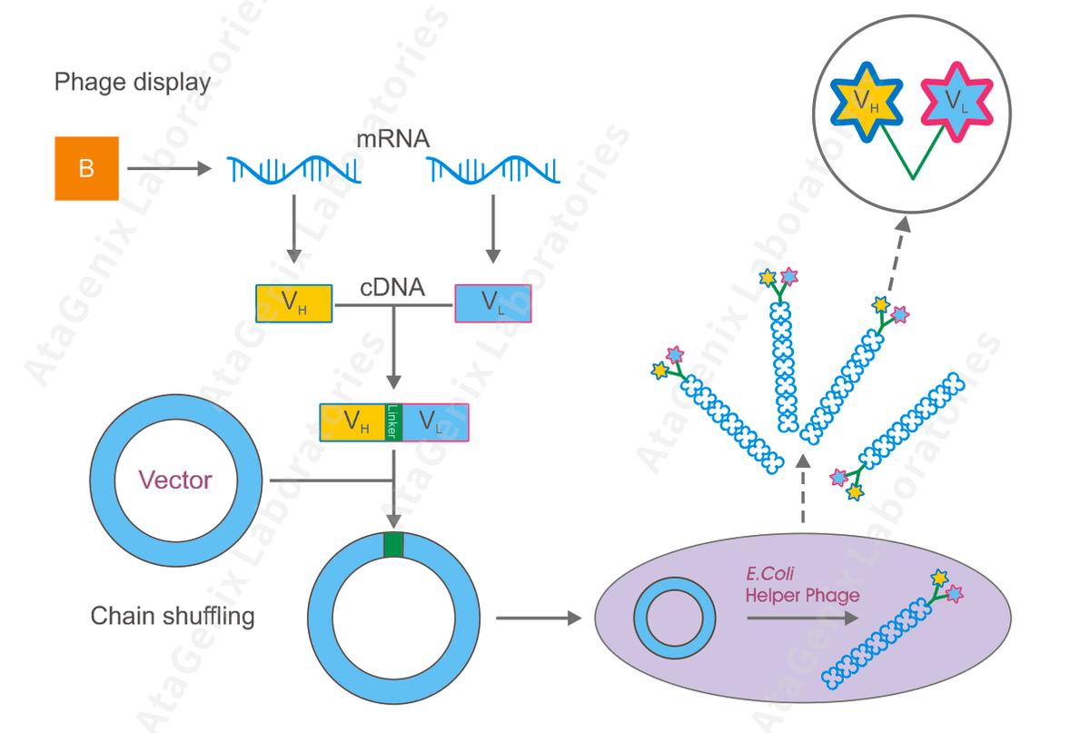 Key steps and technical experience in the application of phage display ...