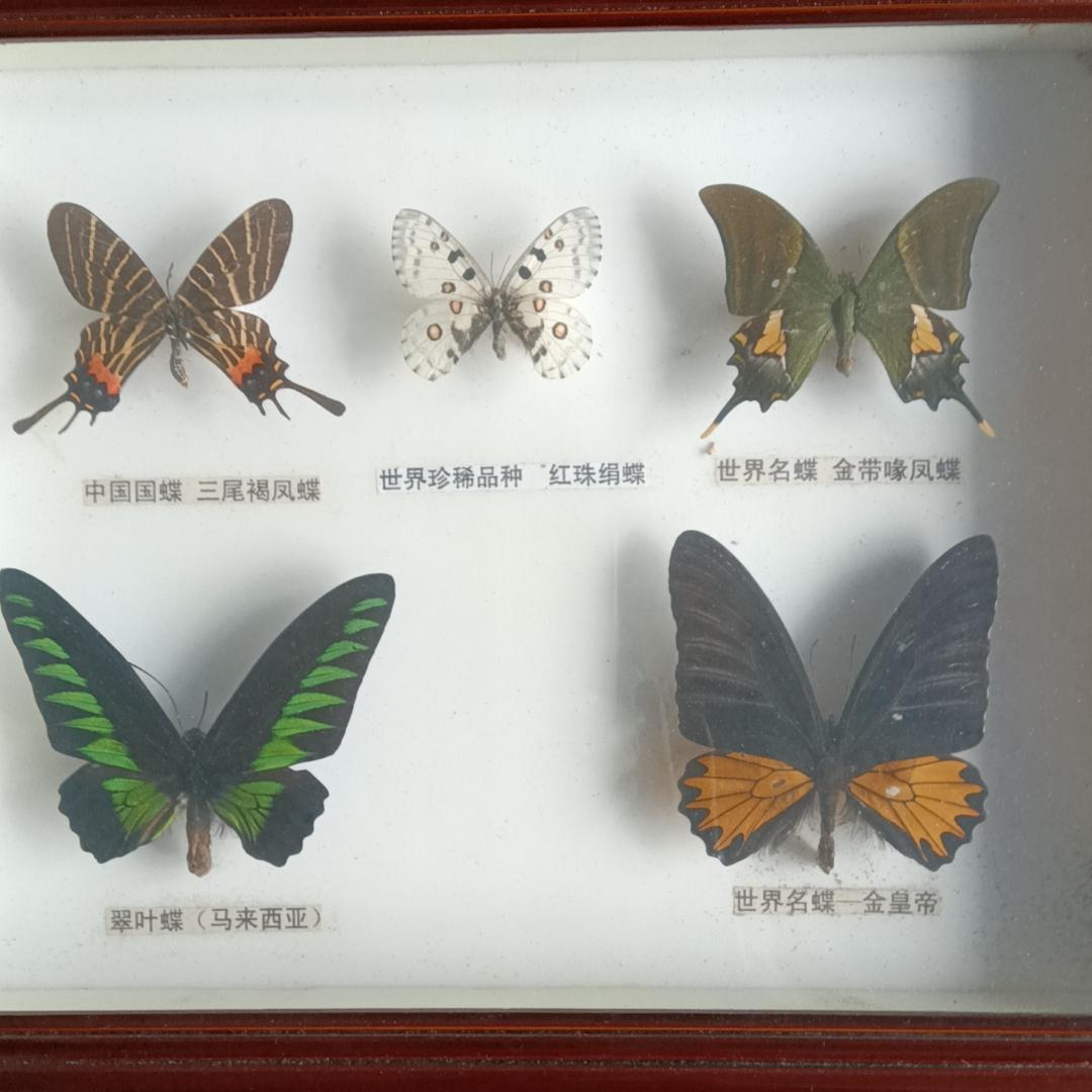 Rare butterfly specimens of rare species in the world - iNEWS