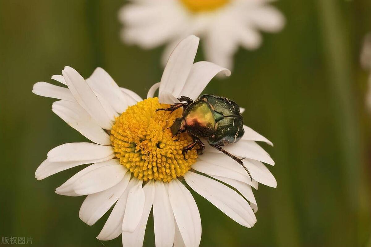 The Strange Evolution Journey of the Scarab: Exploring the Legendary ...
