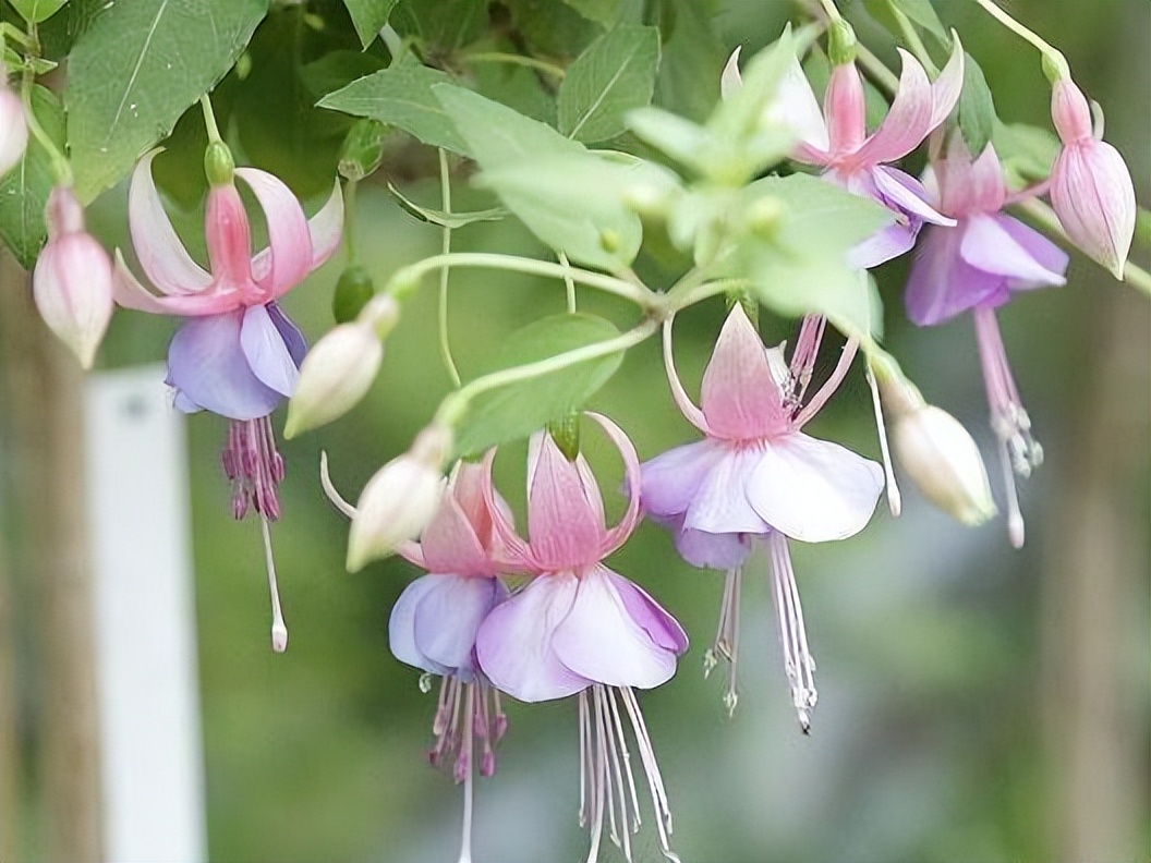 Can fuchsia be grown hydroponically? Precautions for Hydroponic Fuchsia - iMedia