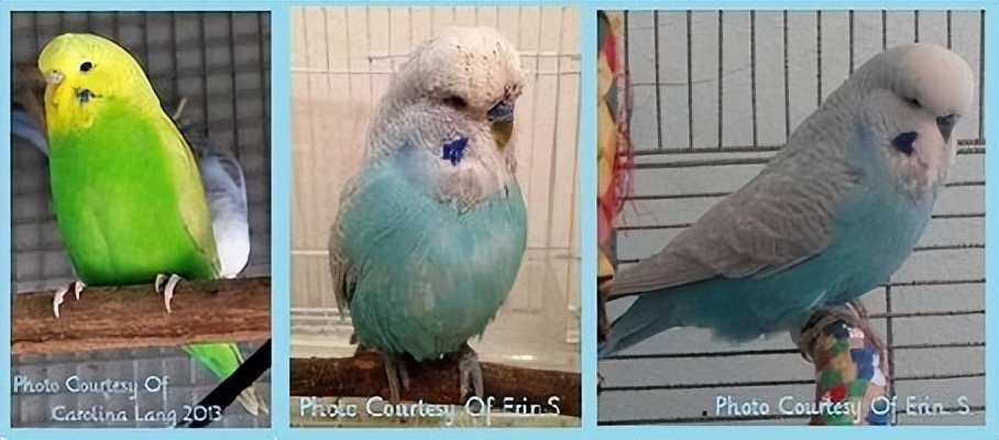 Budgerigar genetics - Clearwing - iNEWS