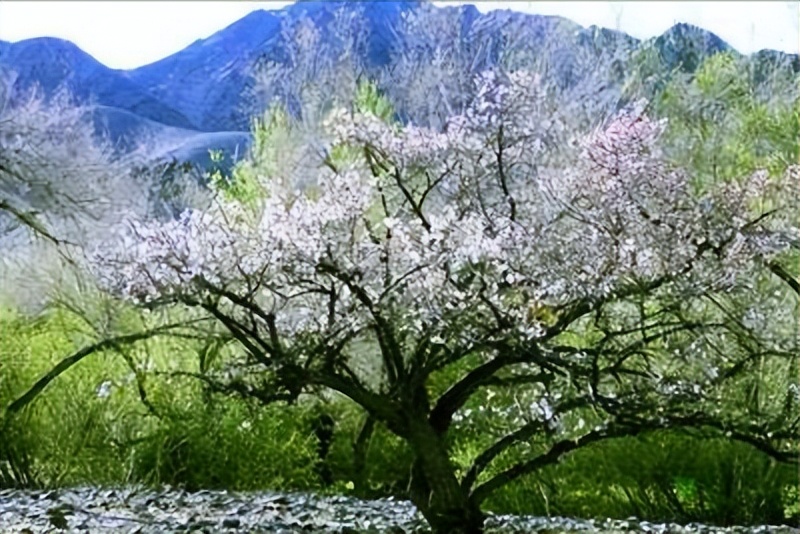 There is a difference between "Xingtan" and "Xinglin", but they refer ...