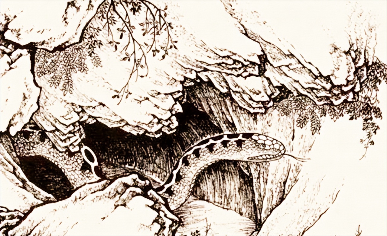 Folklore: The mother snake broke her tail, the woodcutter kindly ...