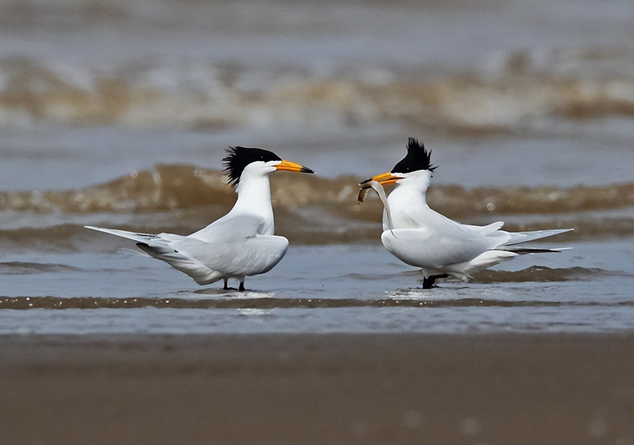 After the typhoon passed, the Chinese crested tern appeared in Jingtian ...