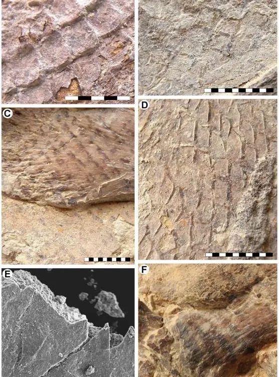 A short biography of mosasaur's shape restoration - iNEWS