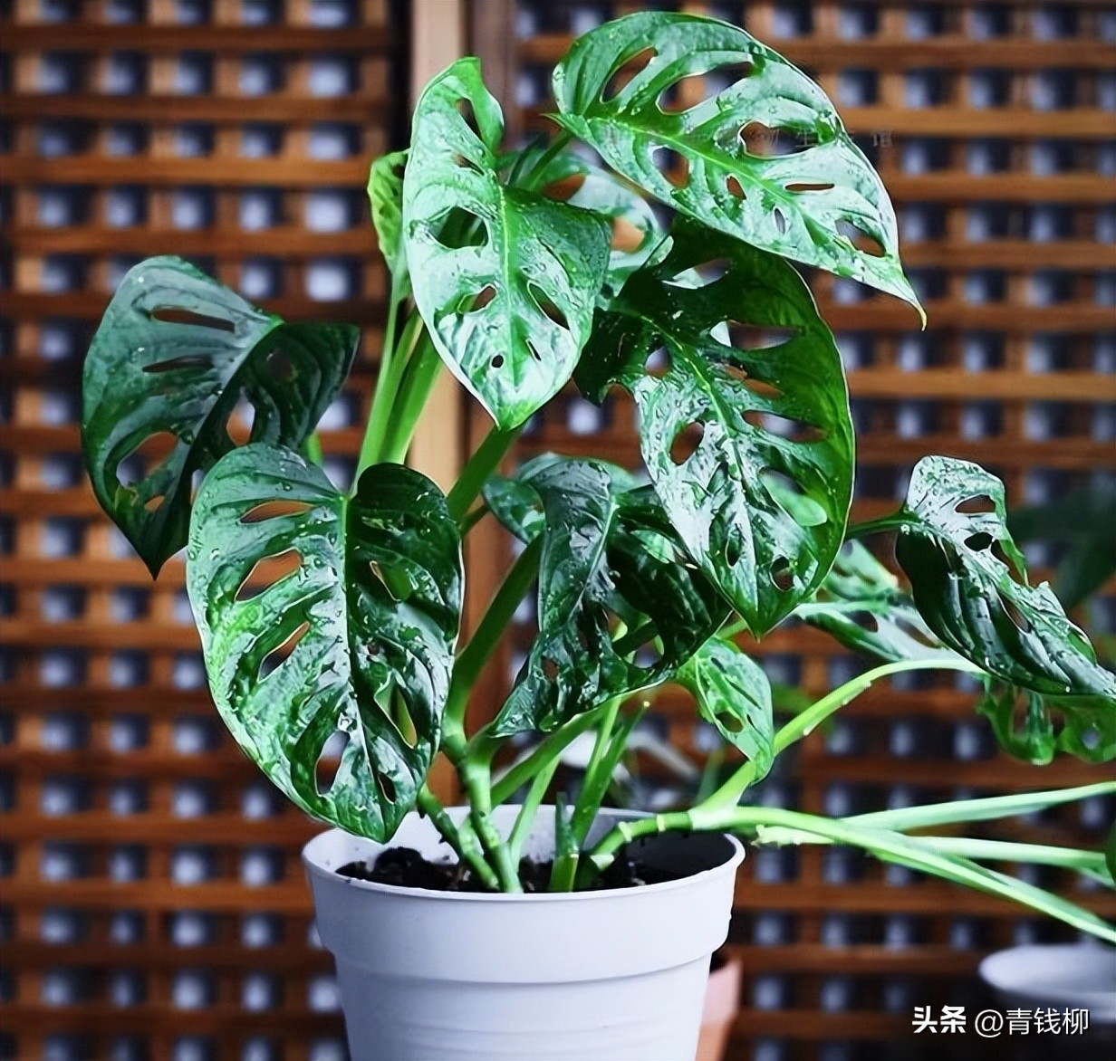 Indoor potted fairy cave monstera (mini monstera, fairy cave evergreen ...