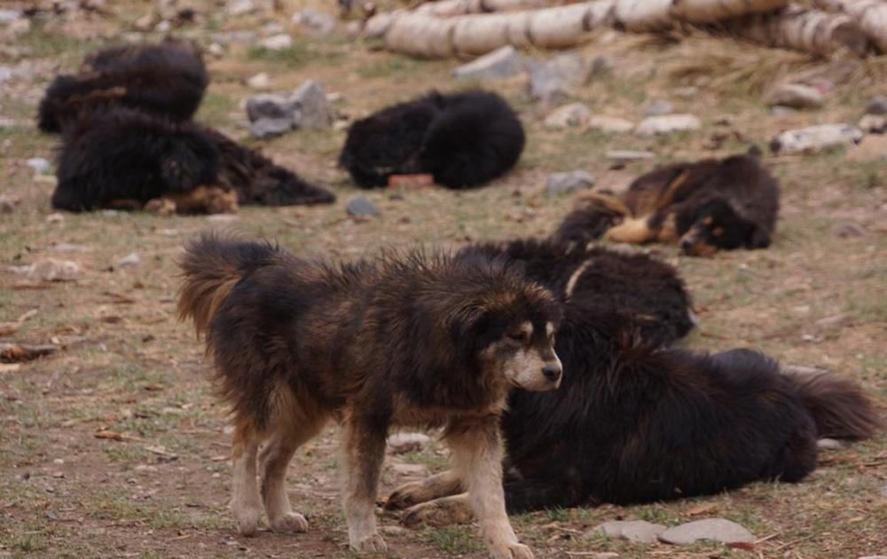 A famous dog worth tens of millions was once sold as a stray dog. The ...