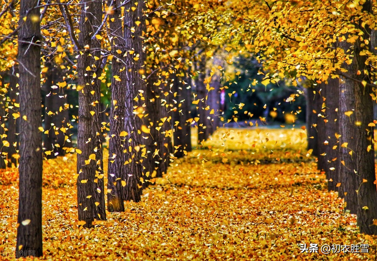 Five beautiful poems about ginkgo biloba in late autumn - iNEWS