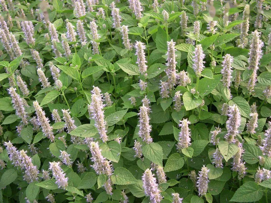 Huoxiang: From Wild Vegetables to Traditional Chinese Medicine ...