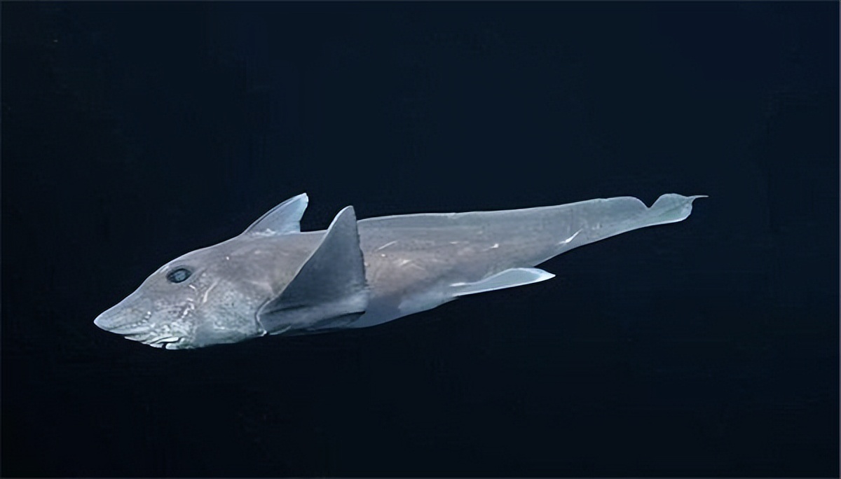 The Ghost Shark: A Mysterious And Ancient Creature - iNEWS