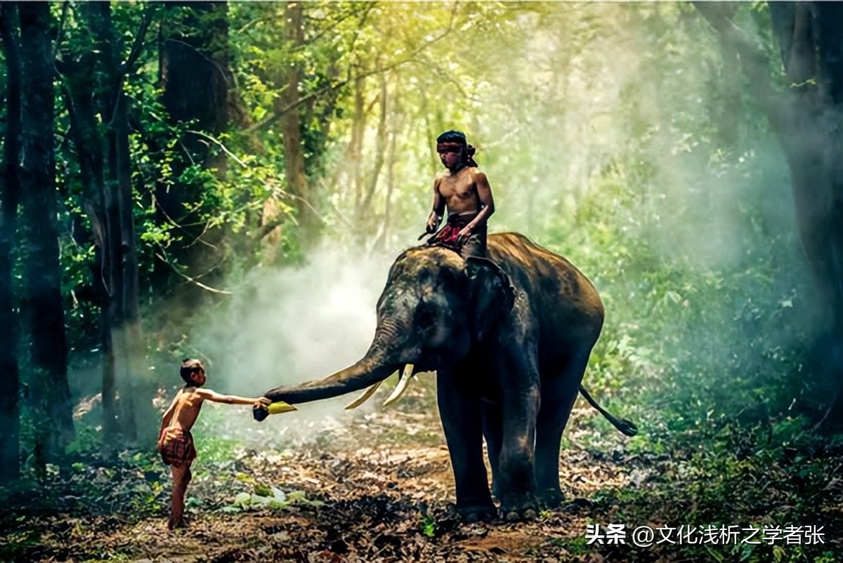 The Elephant's Safari: A Magnificent Journey of Nature and Adventure ...