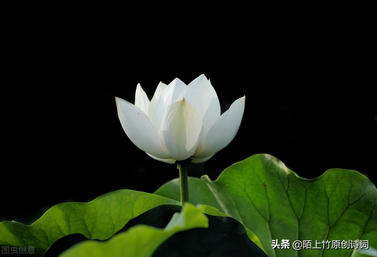 Seven-character quatrains: After the rain on a summer night - iNEWS